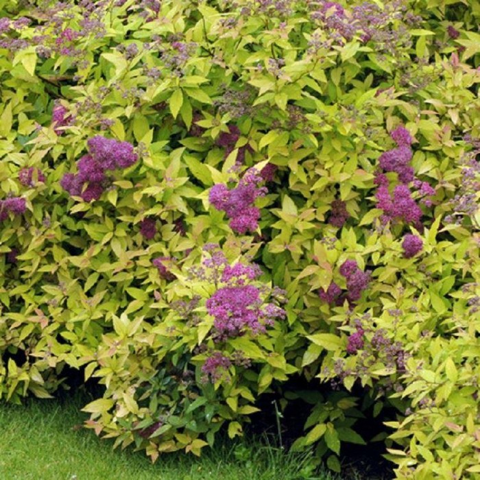 Spirea Golden Princess - Gold Foliage Spiraea
