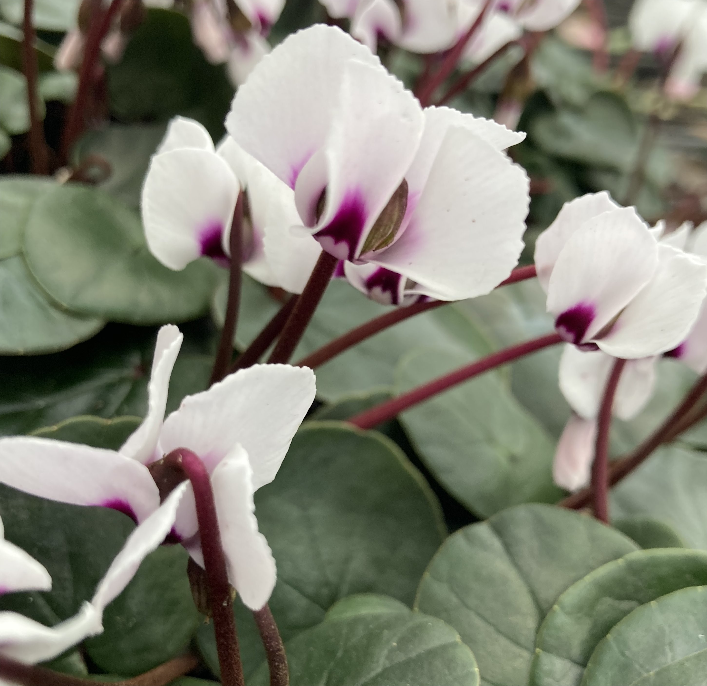 Hardy Cyclamen Coum - Pink Eyed White