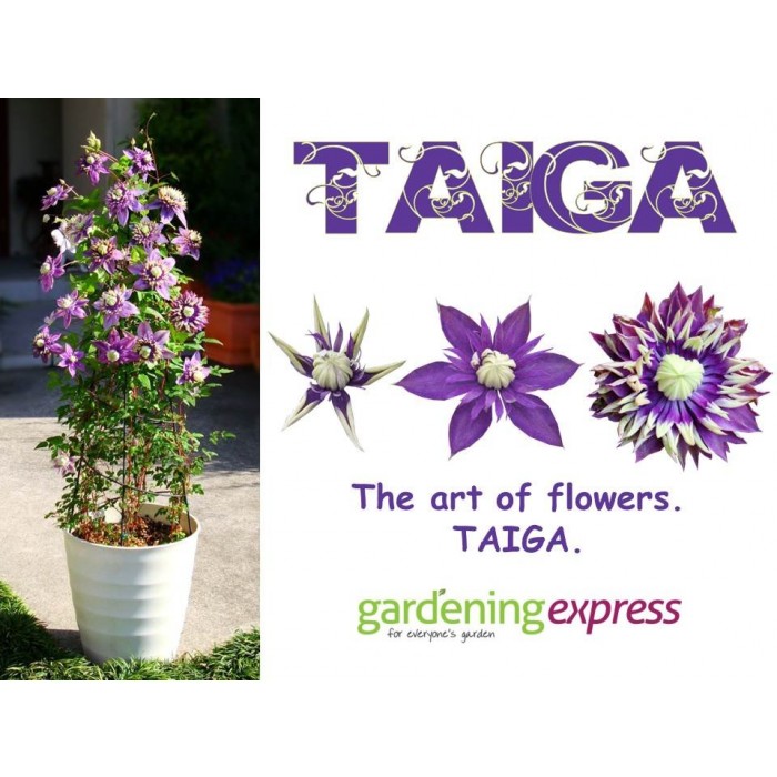 Clematis Taiga - Stunning Brand New & Exclusive Taiga Clematis - In ...