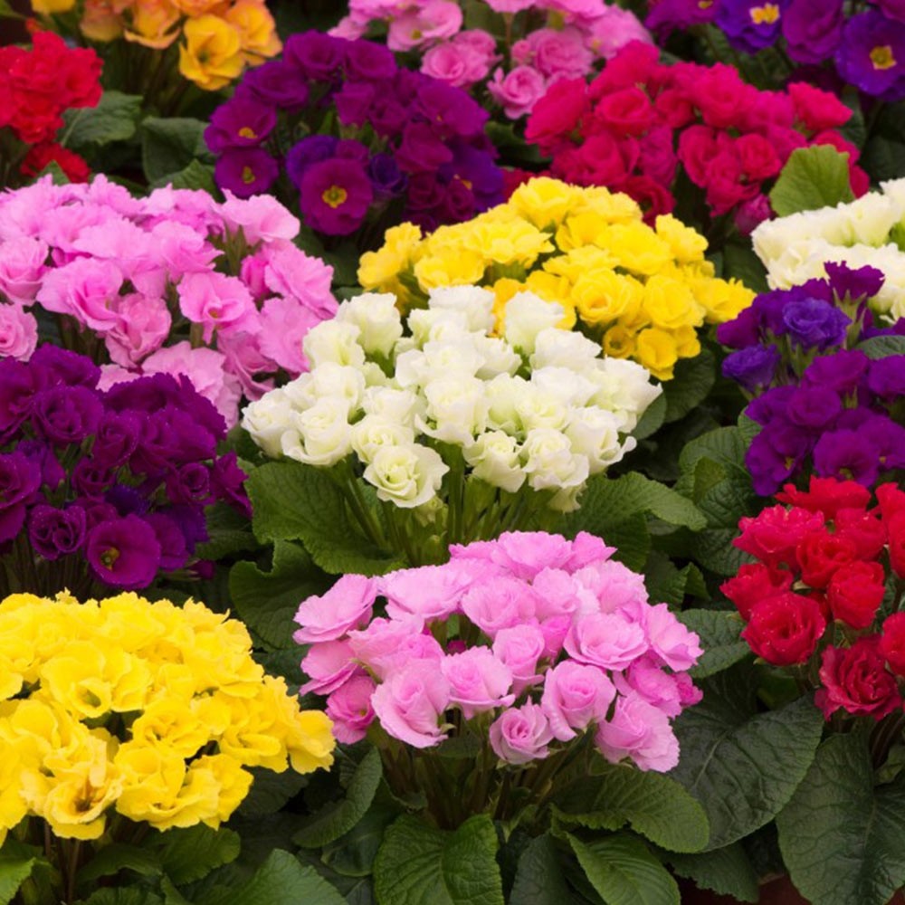 Primula acaulis Primlet - Tropical Mix Rosebud Double Primroses in ...