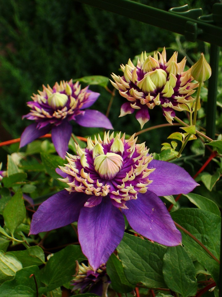 Clematis Taiga - Stunning Brand New & Exclusive Taiga Clematis - In ...