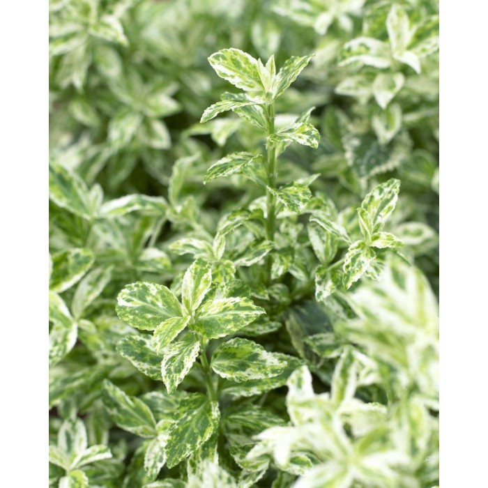 Euonymous fortunei Harlequin - Evergreen Standard Euonymus Tree - LARGE ...