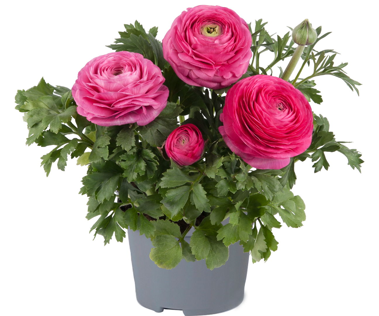 Ranunculus Hot Pink in Bud & Bloom