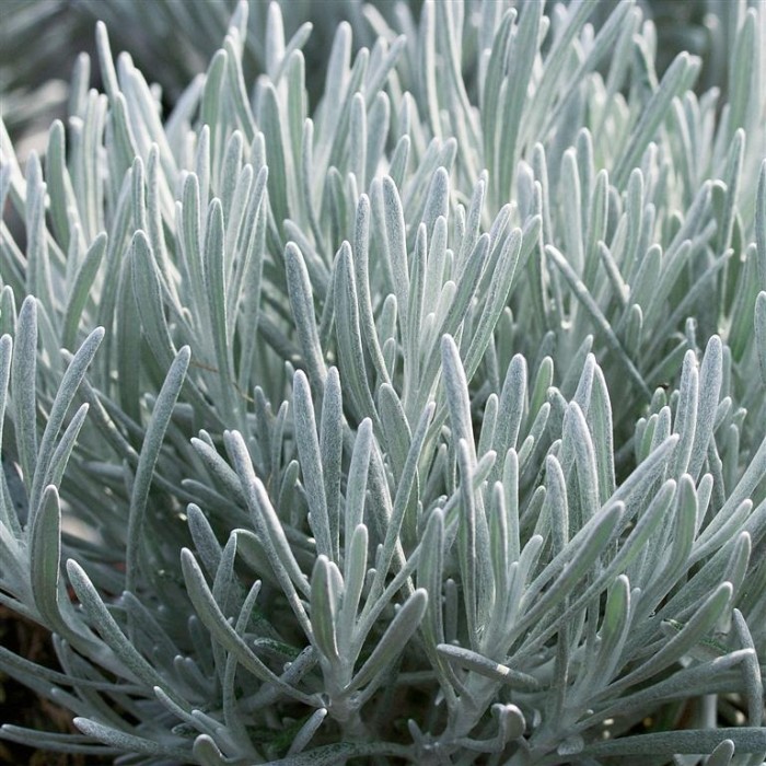 Helichrysum italicum - Curry Plant