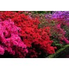 SPECIAL DEAL - Rainbow Azalea japonica Collection - Evergreen Japanese ...