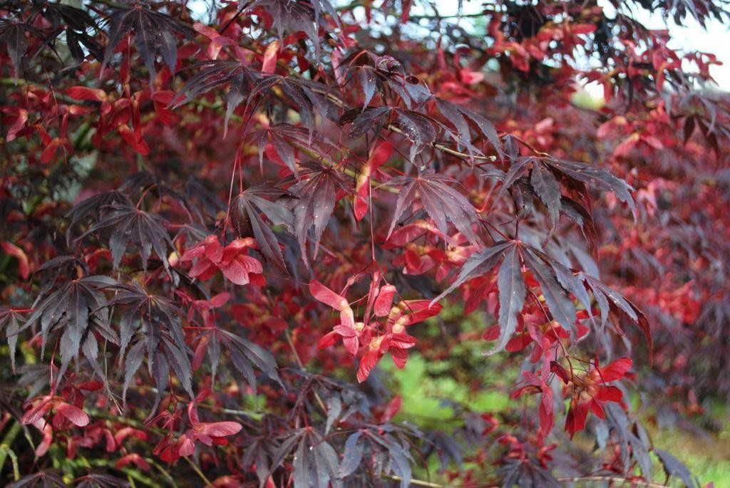Large Acer Japanese Maple Tree - Suminagashi