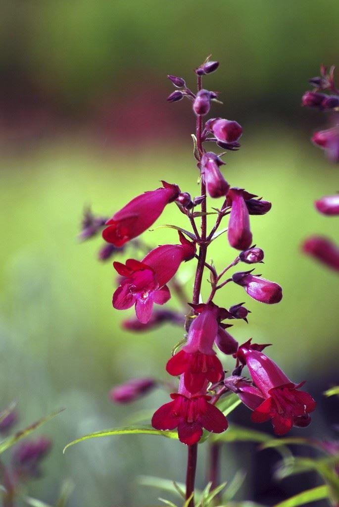 Penstemon Garnet - Beautiful Garnet-Red Penstemon