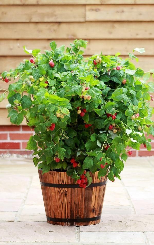 Raspberry Ruby Beauty - Dwarf Summer Fruiting Raspberry Plants
