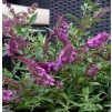 Buddleia Flutterby Petite Dark Pink - Dwarf Buddleja Butterfly Bush