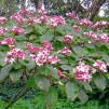 Clerodendrum trichotomum Purple Blaze - Harlequin Glory Bower