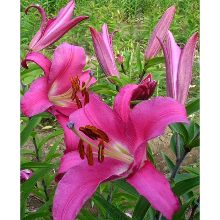 Giant Skyscraper Towering Tree like Oriental Lily Bulbs - Lilium ...