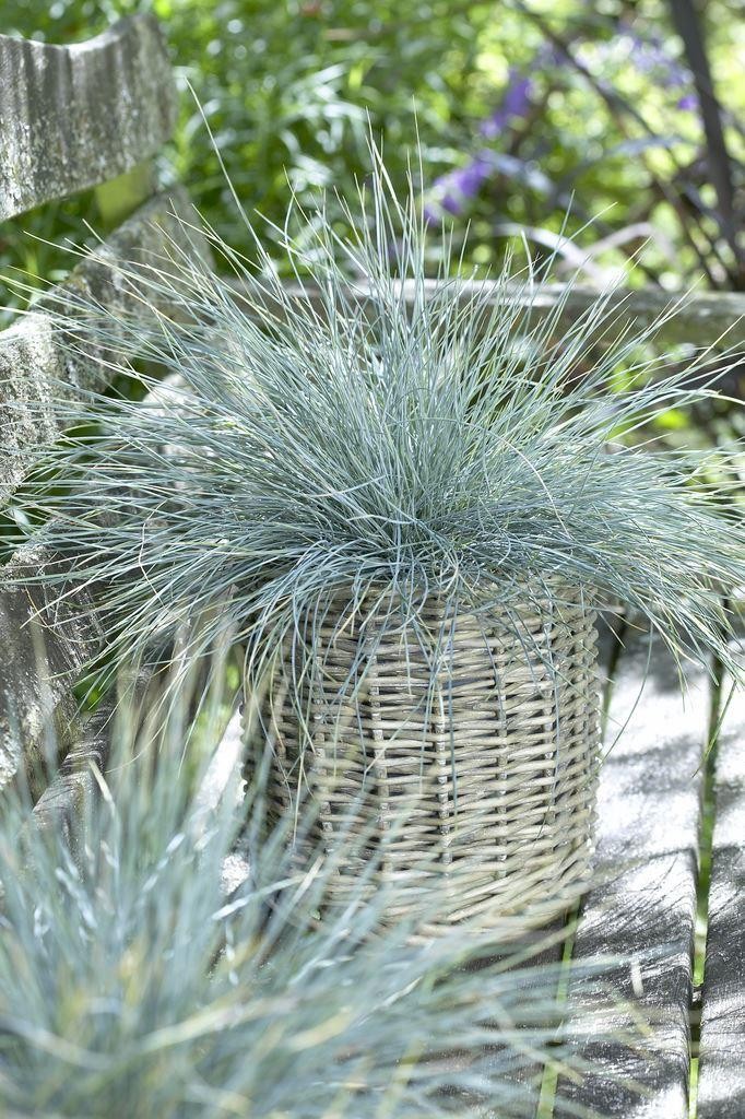 Festuca glauca Blue Fescue - Pack of FIVE
