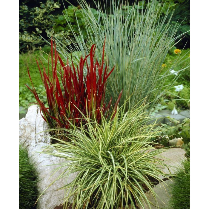 Gorgeous Grasses Collection - FIVE Different Ornamental Grasses