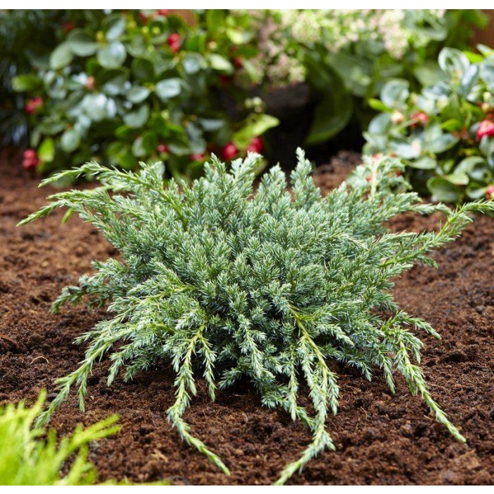 Juniperus squamata 'Blue Carpet'