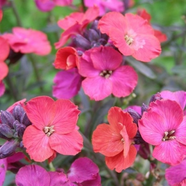 Perennials - E