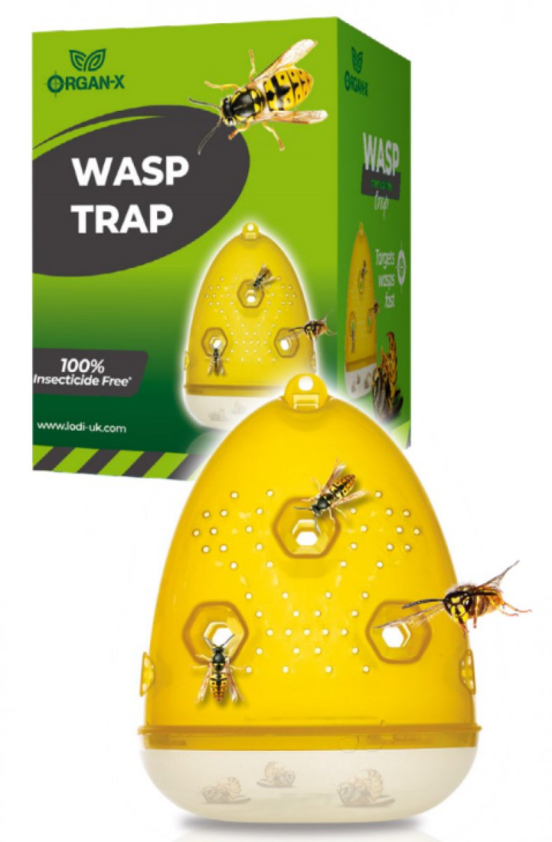 Wasp Trap