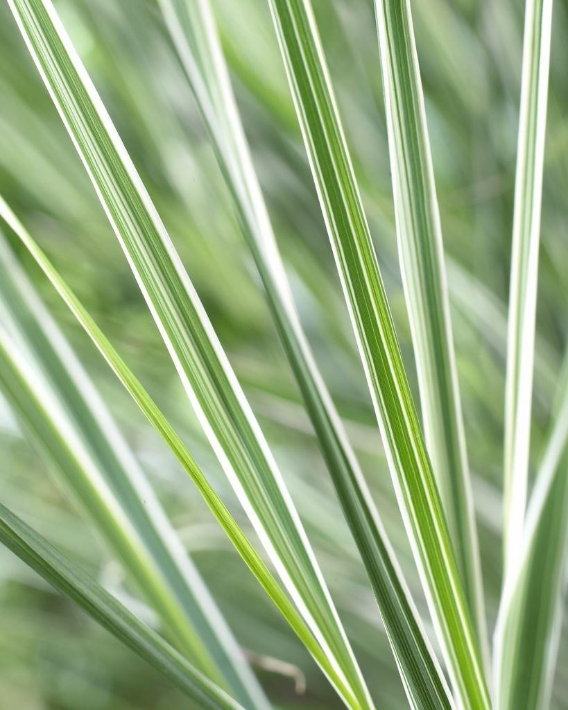 Calamagrostis acutiflora 'Overdam' - Variegated Feather Reed Grass