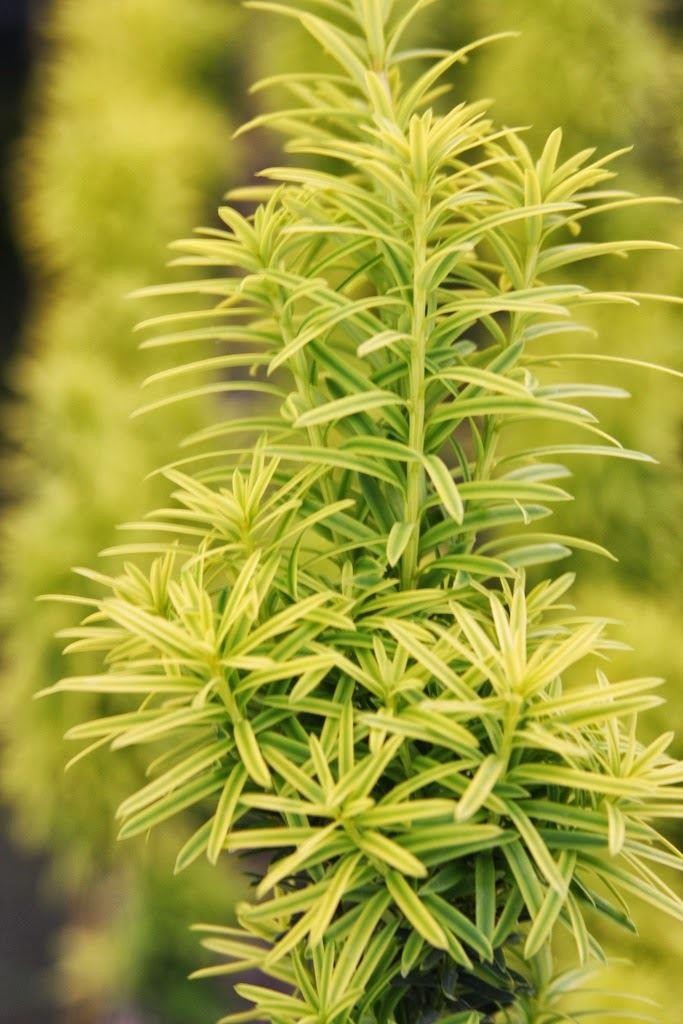 Taxus baccata 'Semperaurea' - Gold Irish Yew