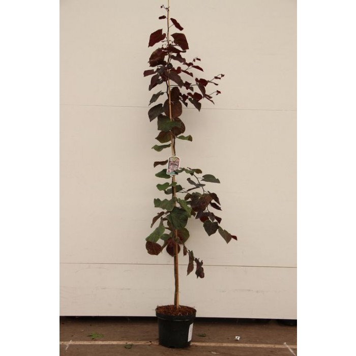 Cercis canadensis Ruby Falls - Weeping Redbud Judus Tree - 175-200cm