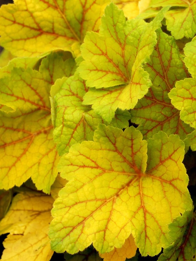 Heuchera Electra