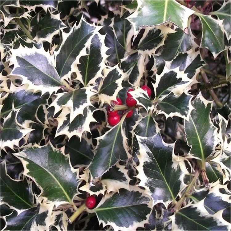 Pair of Ilex argentea marginata Variegated Holly Trees - Perfect for Patios