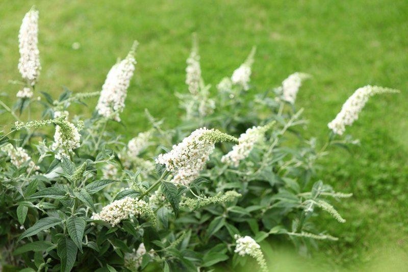 Buddleja White Chip - White Patio Buddleia - LO & BEHOLD White Chip