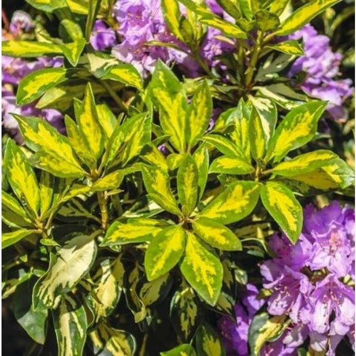 Rhododendron Gold Shine