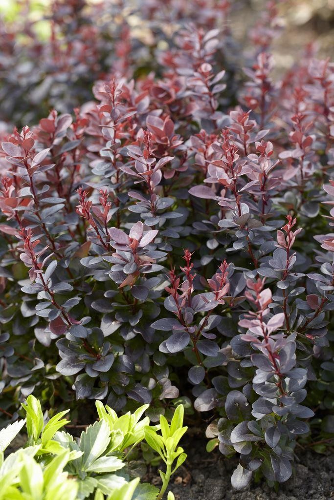 Berberis thunbergii atropurpureum - Purple Barberry