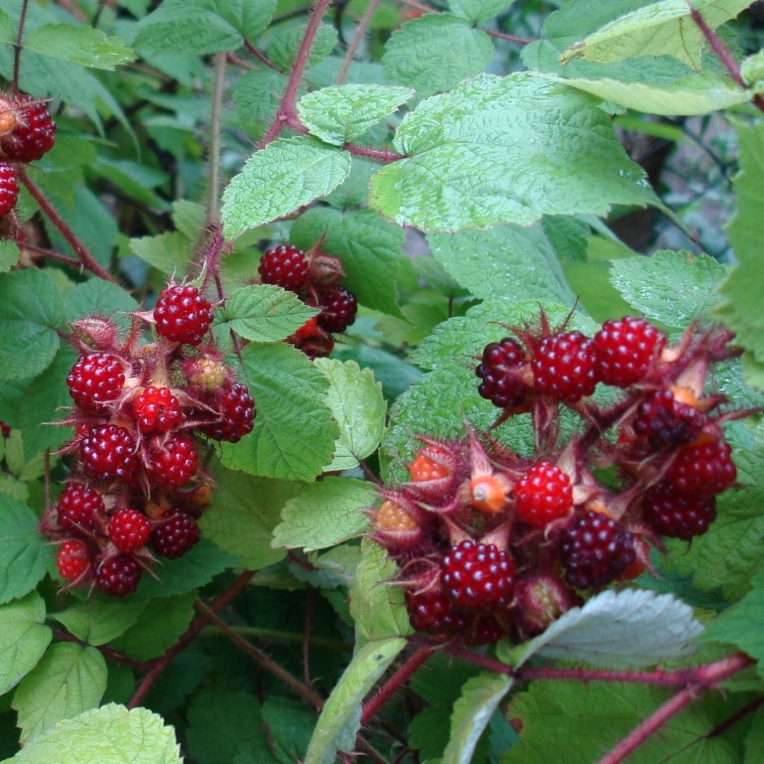 Rubus phoenicolasius - Japanese Wineberry - LARGE 150-180cm tall