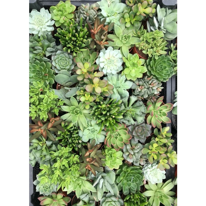 Succulent Plant Collection - FOUR Contemporary Trendy Plants