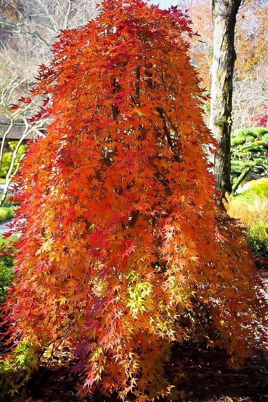 Acer palmatum Cascade Gold - Golden Foliage Weeping Waterfall Japanese ...