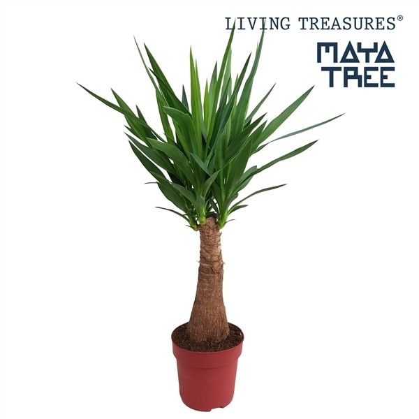 Indoor Yucca - Maya Tree - Perfect to Brighten up the Home - Circa 70-90cms