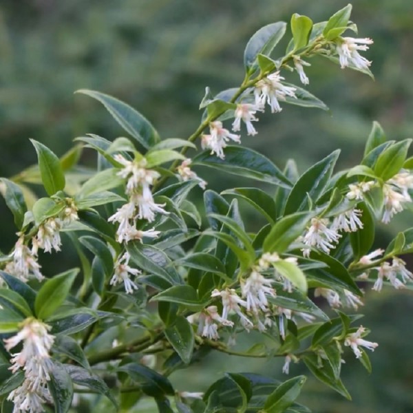 Sarcoccoca - Sweet Box