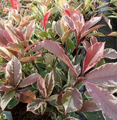 Photinia cassini Pink Marble - Hardy, Evergreen Variegated Red Robin Shrub
