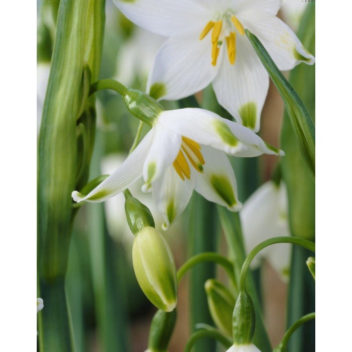 Leucojum aestivum - Snowbells or Summer Snowflakes - Pack of 10 Bulbs