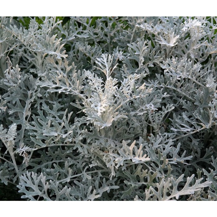 Silver Leaf Dusty Miller Plant - Senecio cineraria 'Silver Dust'