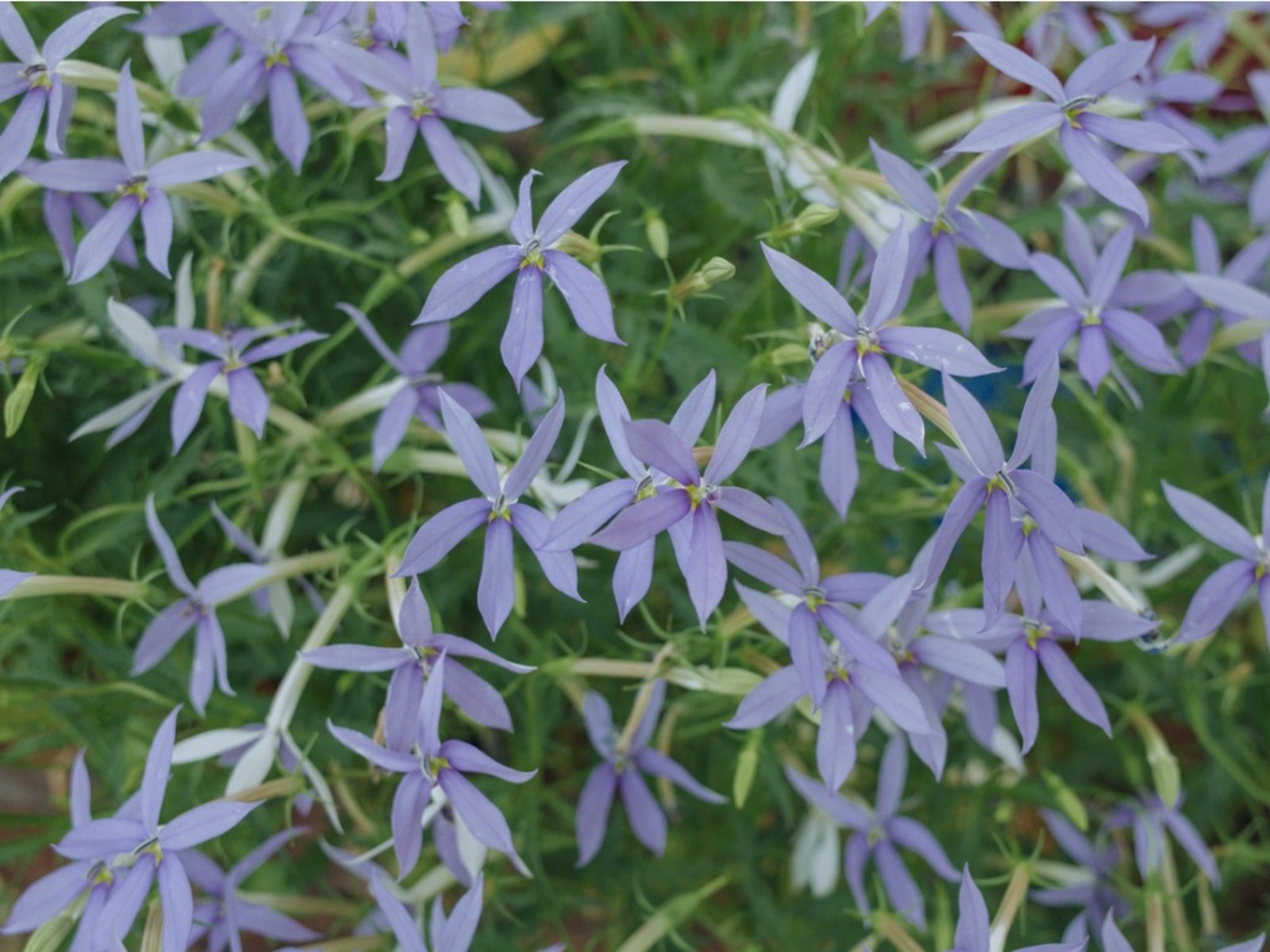 Amsonia Ernst Pagels - Bluestar