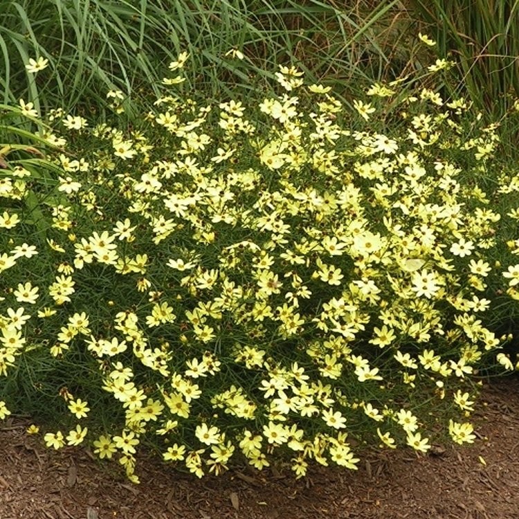 Coreopsis Moonbeam - Tickseed