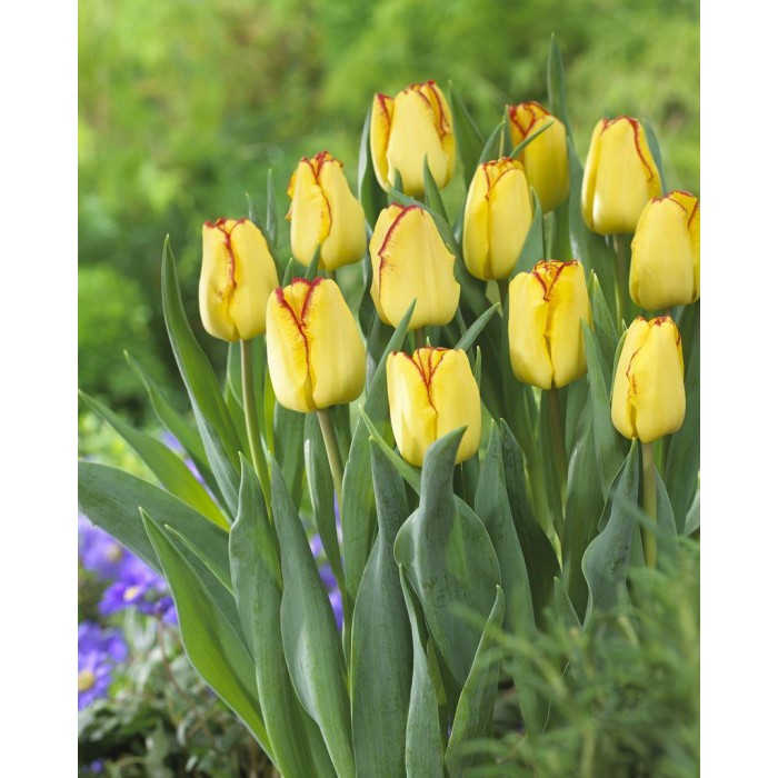 Tulipa Cape Town - Two Tone Tulips
