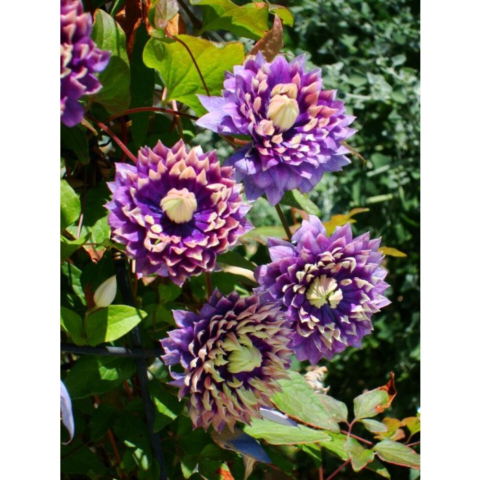 Clematis Taiga - Stunning Brand New & Exclusive Taiga Clematis - In ...