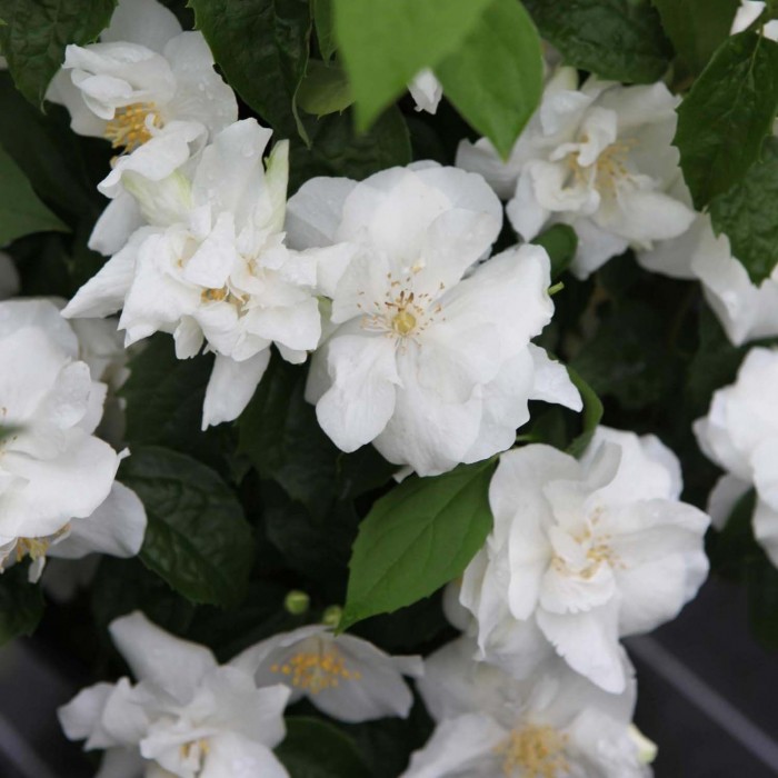 Philadelphus Natchez