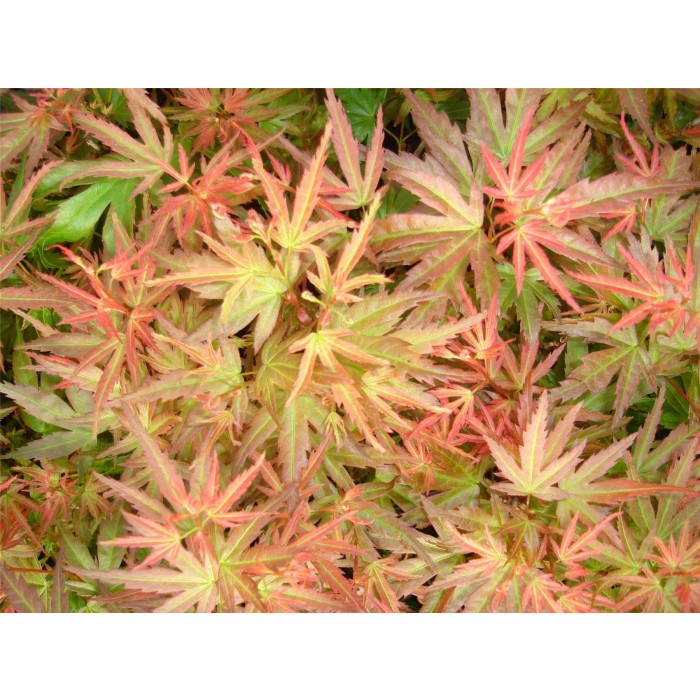 Acer palmatum Wilson's Pink Dwarf - Japanese Maple - LARGE circa 90-120cm
