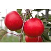 Apple Tree - Redlove® Era - 150cm Fruit Tree - Malus domestica Red Love