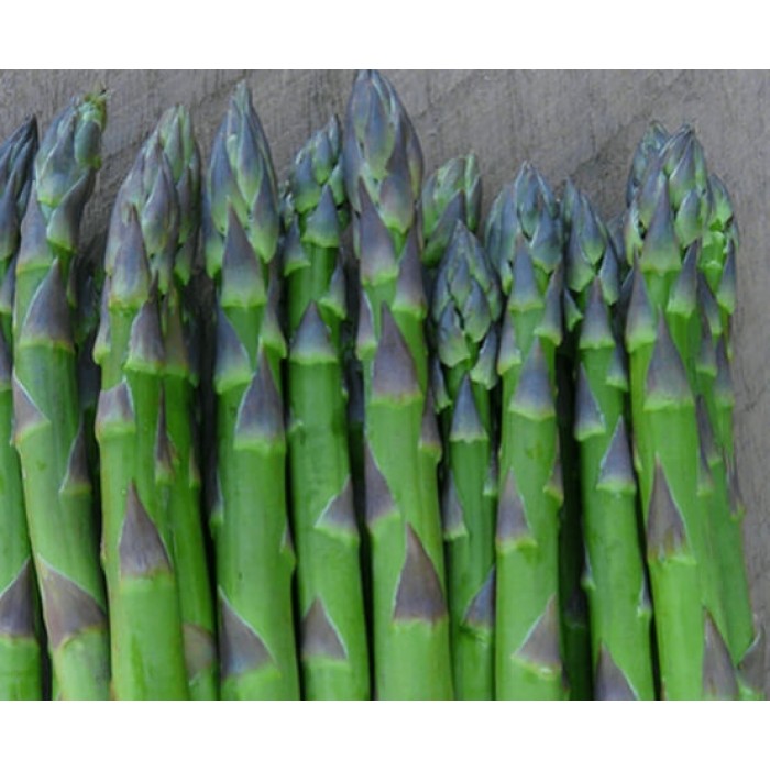 Asparagus - Eclipse