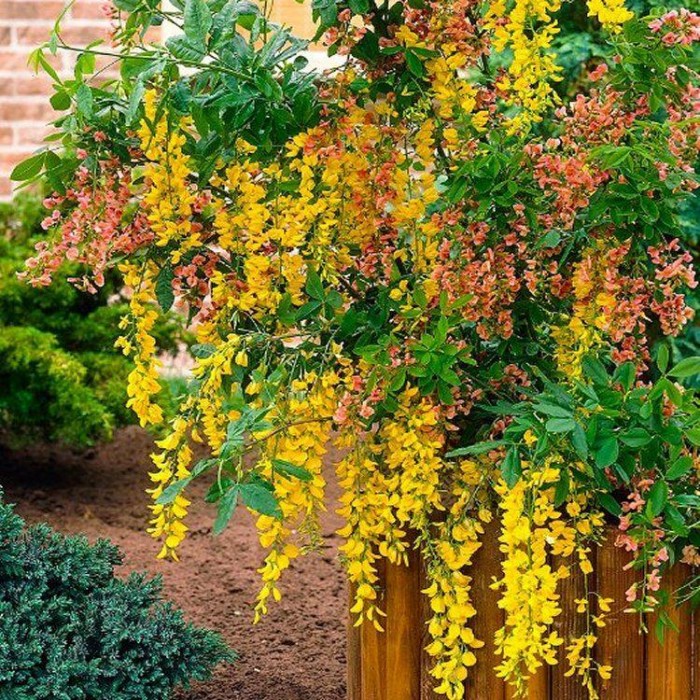 Adams Laburnum - Laburnocytisus adamii - Young Tree - 80-120cm tall
