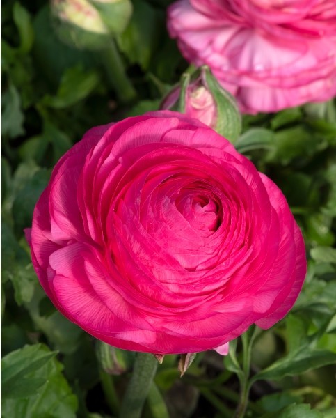 Ranunculus Hot Pink in Bud & Bloom