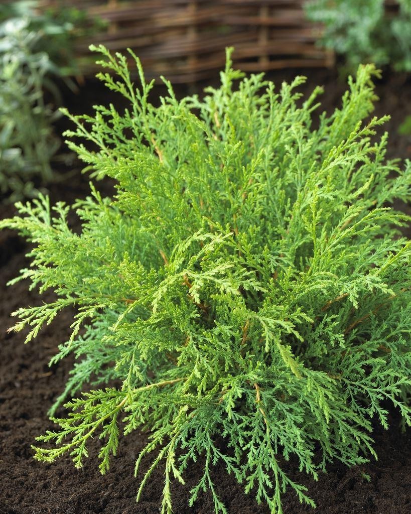 Microbiota Decussata
