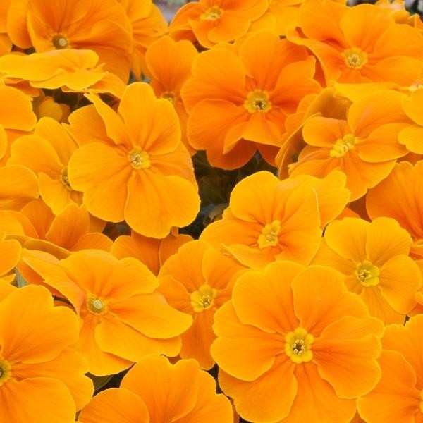 Polyanthus Orange - Pack of Six Plants