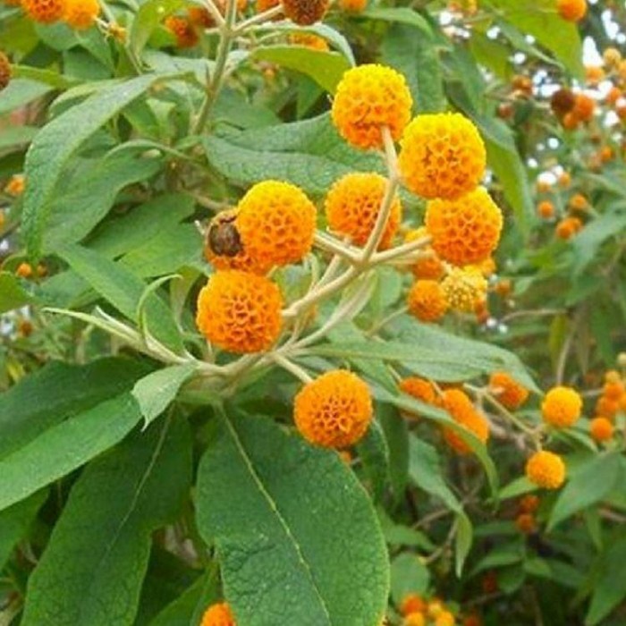 Buddleja Globosa - Orange Ball Tree Buddleia