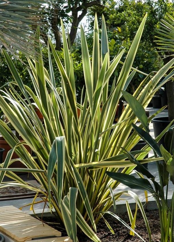 Phormium tenax variegata - New Zealand Flax - LARGE SPECIMEN - 120 ...